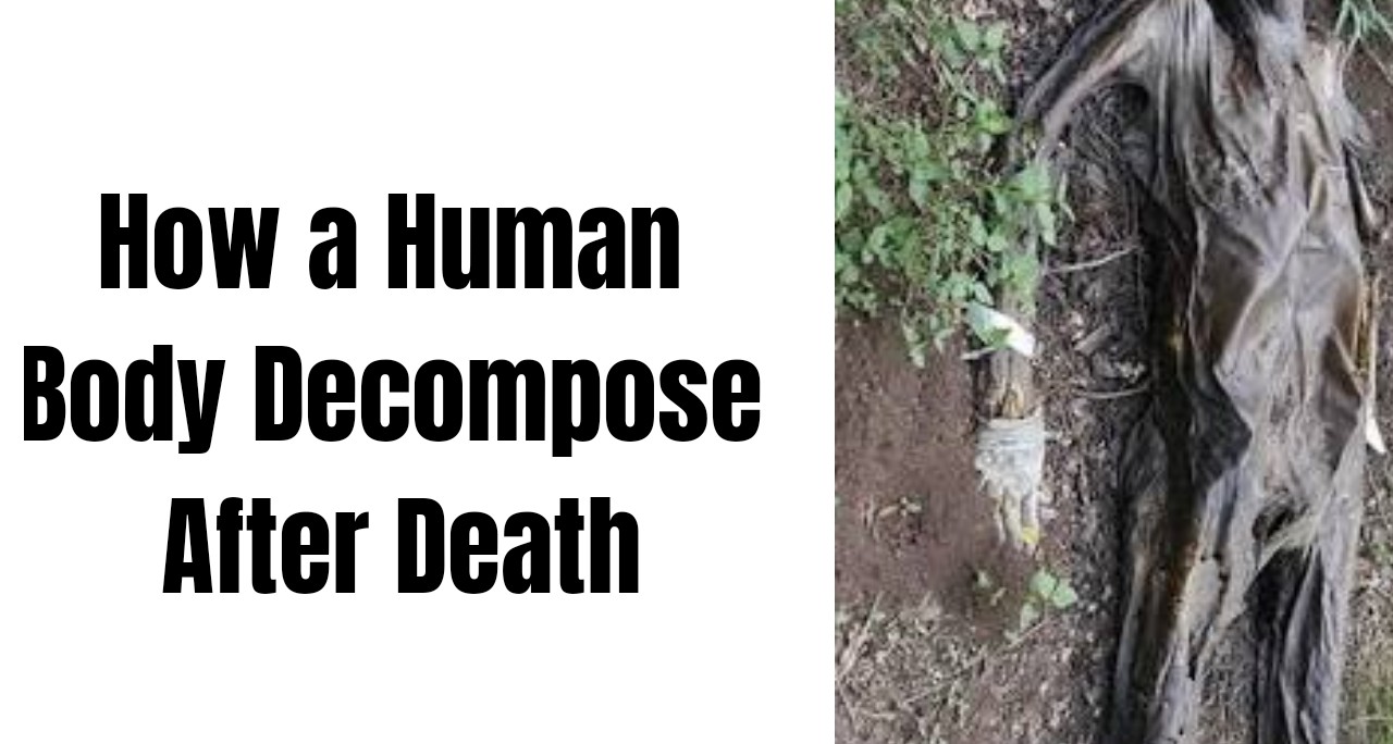 How A human Body Decompose After Death | DrugsBank