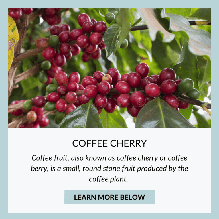 Neuriva Review [2024]: Miracle Brain Booster or a Placebo? | DrugsBank