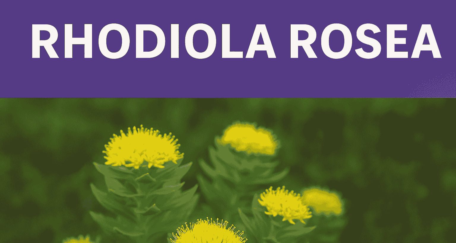 Rhodiola Rosea: The Ultimate Guide | DrugsBank
